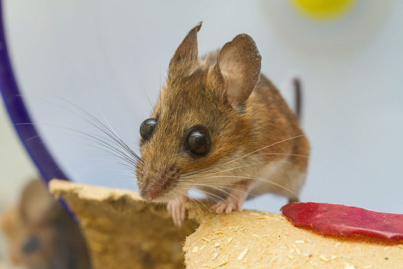 Urban Mice: NYC Study Sheds Light on Population Diversity and Changes ...