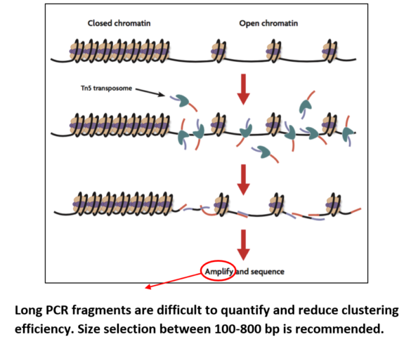 ATAC-Seq (Assay for Transposase-Accessible Chromatin) | Sage Science