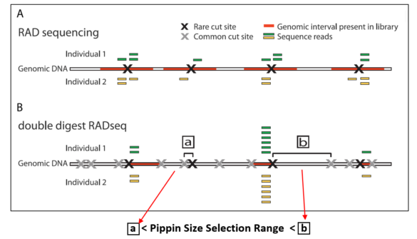 ddRAD-seq (Double Digest Restriction-site Associated DNA) | Sage Science